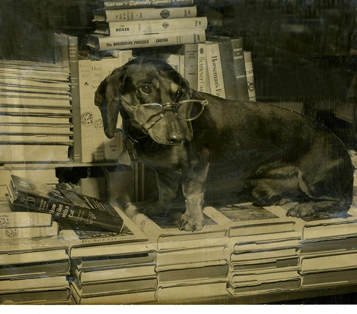 San Francisco is a dog haven - is your breed among the cutest archive ...