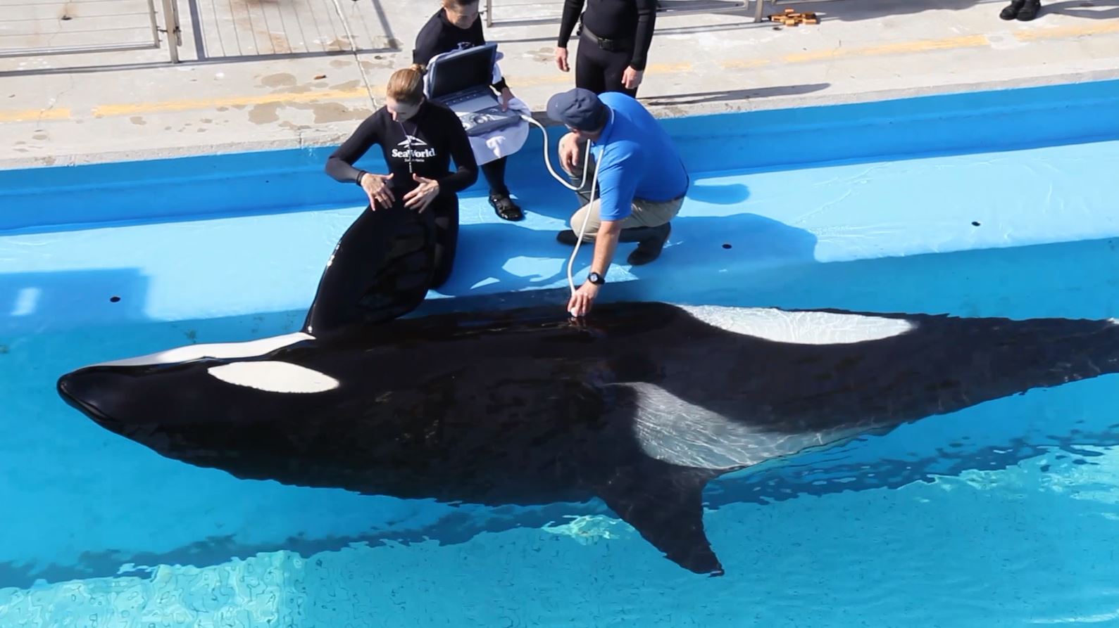 SeaWorld uses DNA to ID father of company's last orca