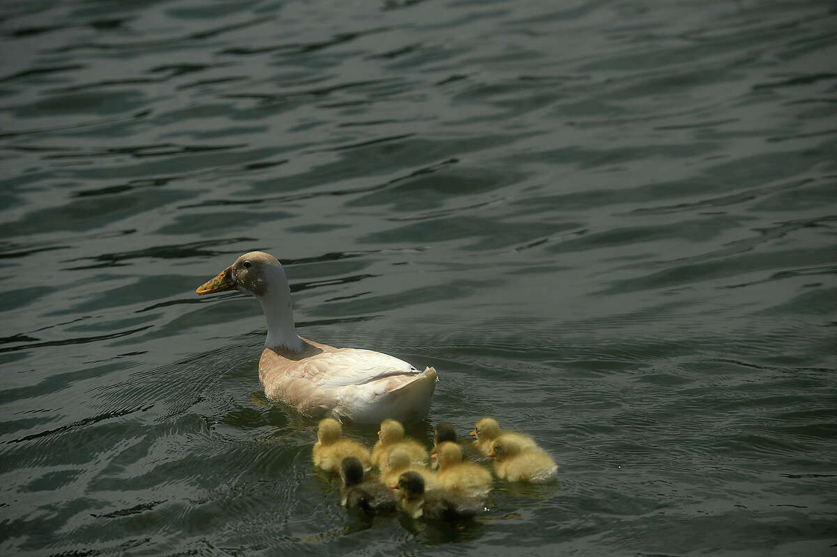 Local duck gives birth before April the Giraffe