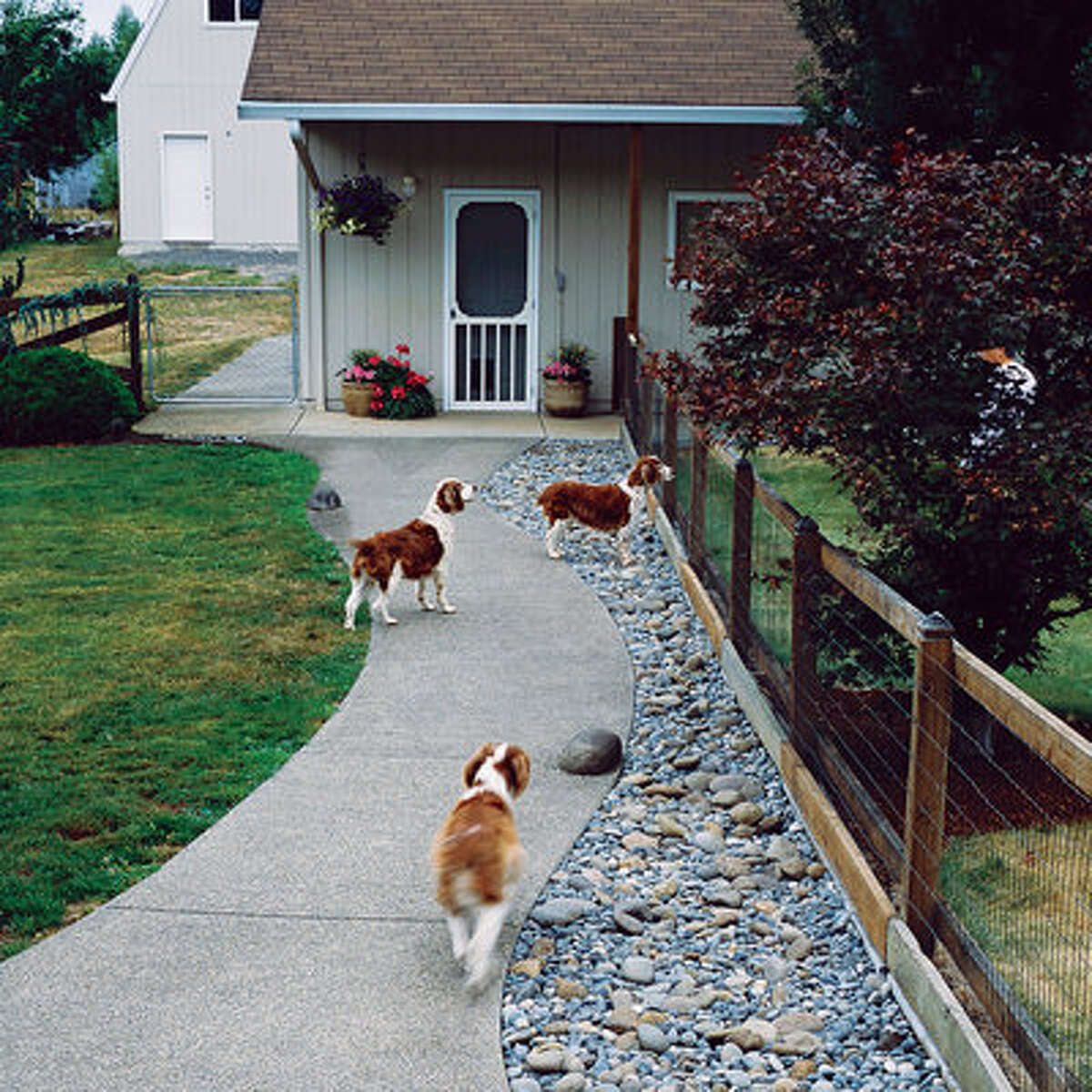 How to create a dog-friendly garden