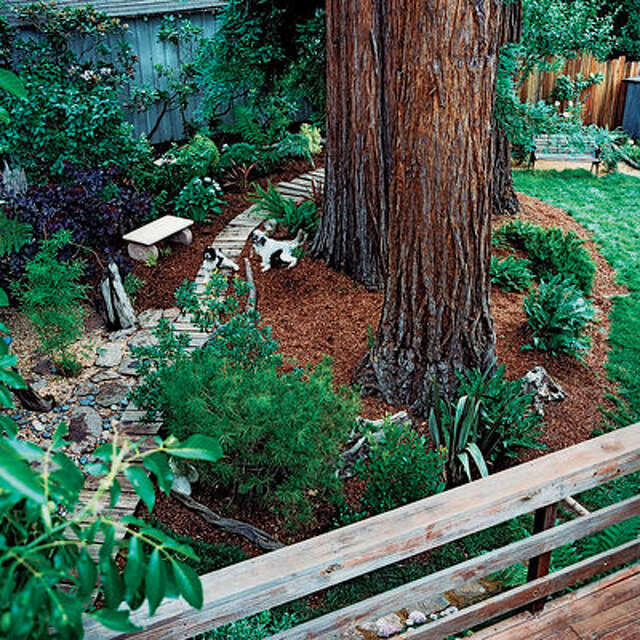 How to create a dog-friendly garden