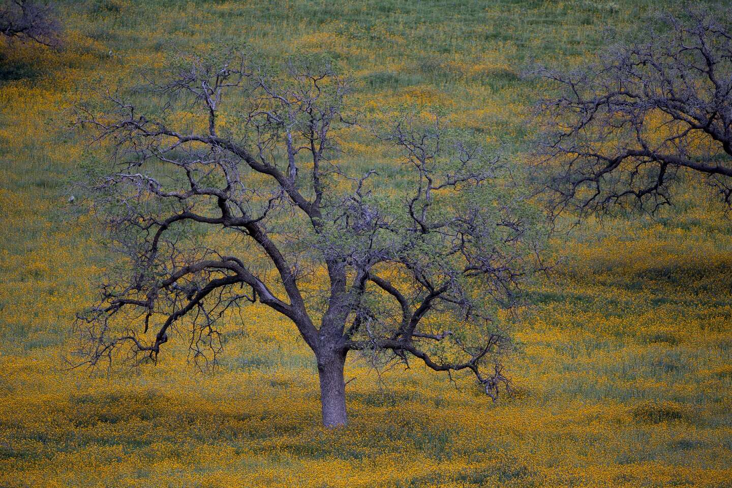 'Scariest tree pathogen in the world' spreading rapidly in California