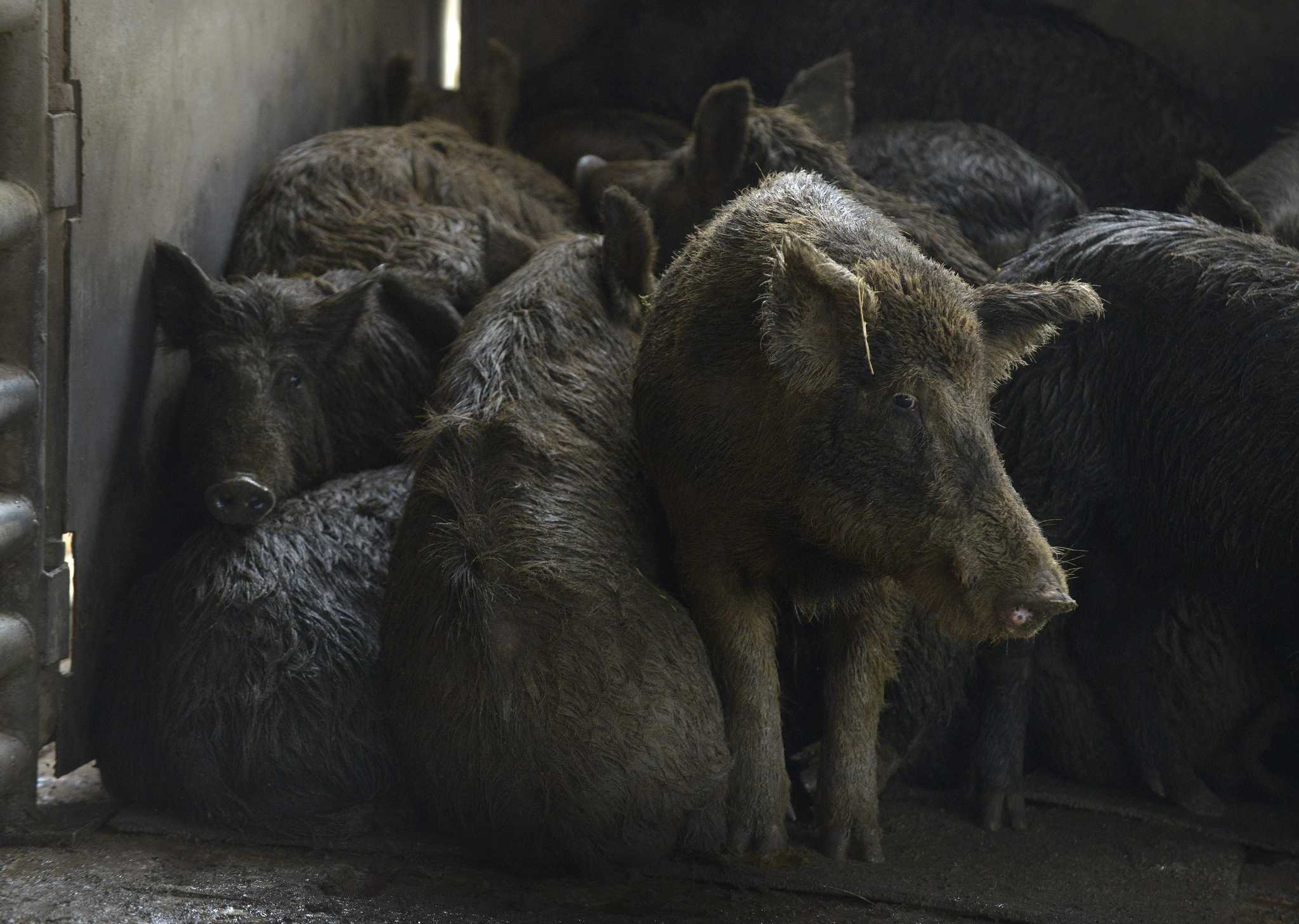 Wild boar trappers fear hog poison’s effect on EU wild meat market