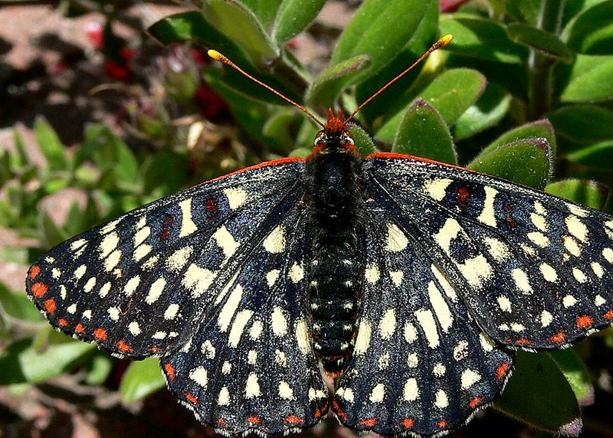 Butterfly extinct to Presidio gets re-introduced
