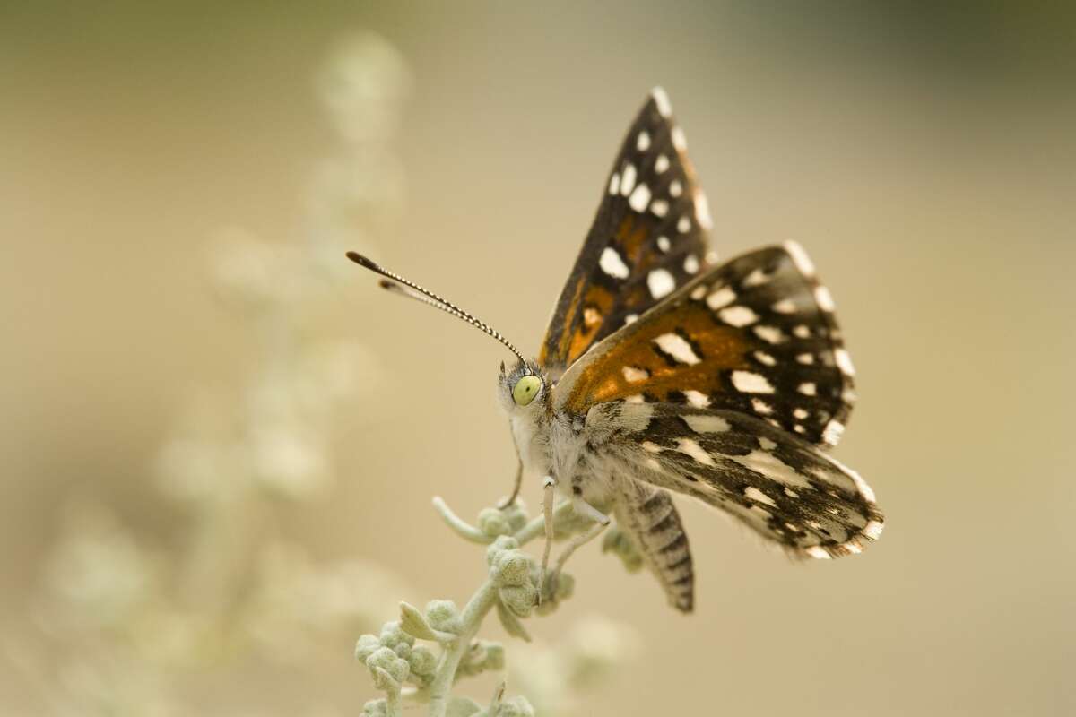 Butterfly extinct to Presidio gets re-introduced