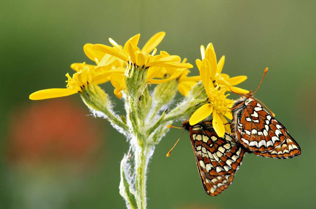 Butterfly extinct to Presidio gets re-introduced