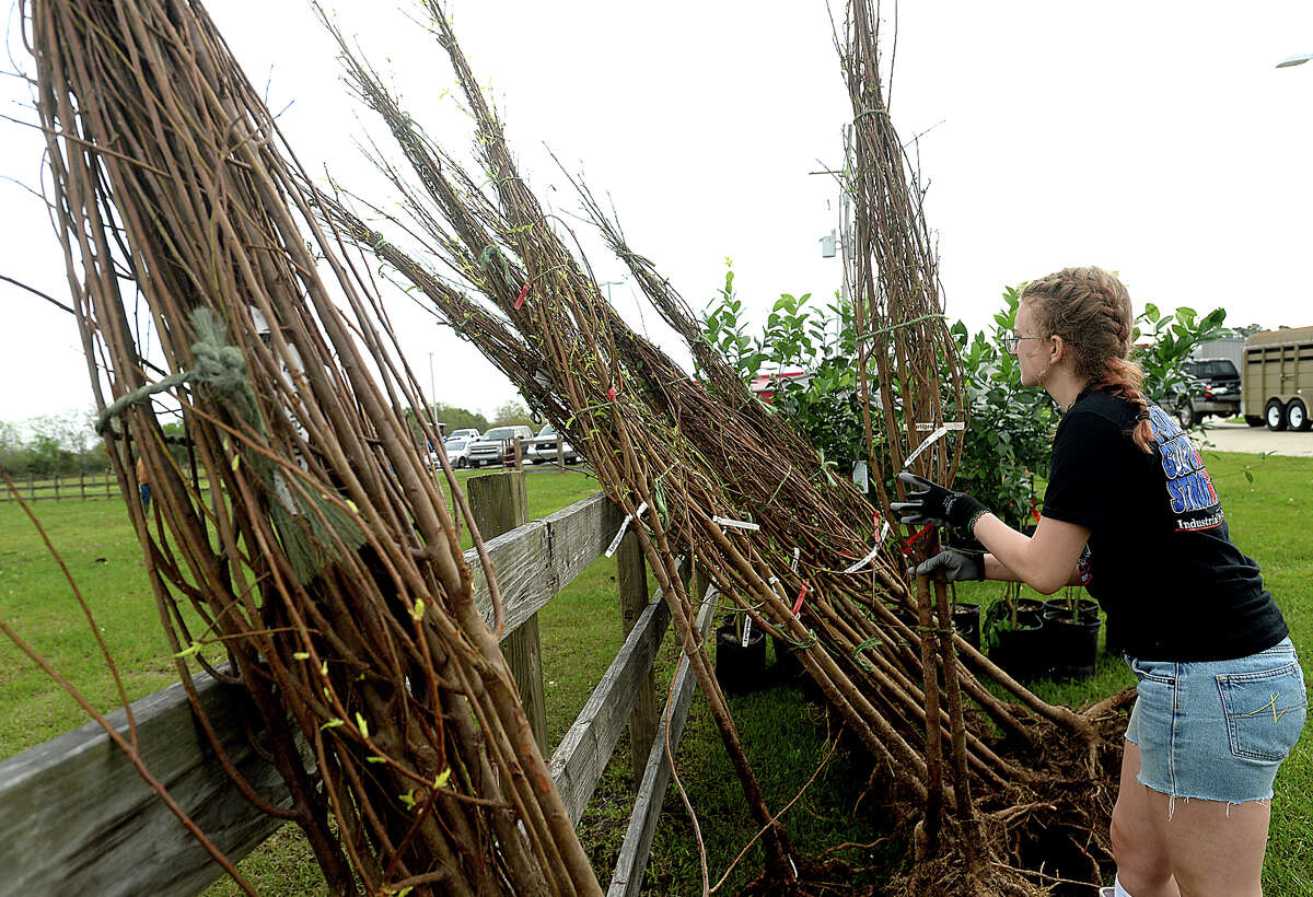 When is the best time to plant a new tree?