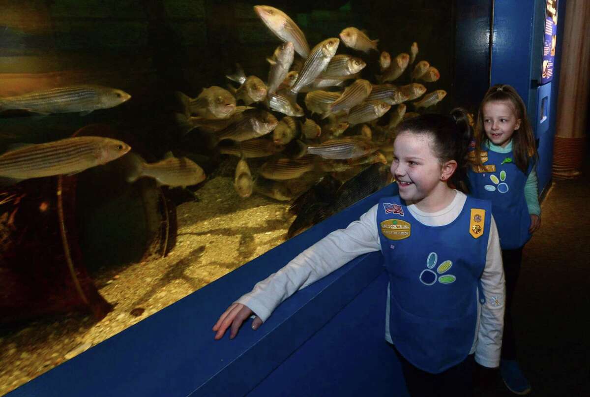 In Photos: Scout Day at the Maritime Aquarium