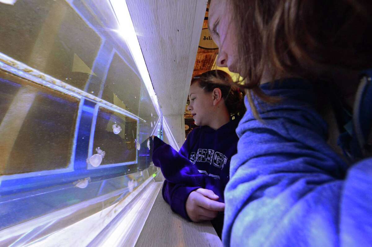In Photos: Scout Day at the Maritime Aquarium
