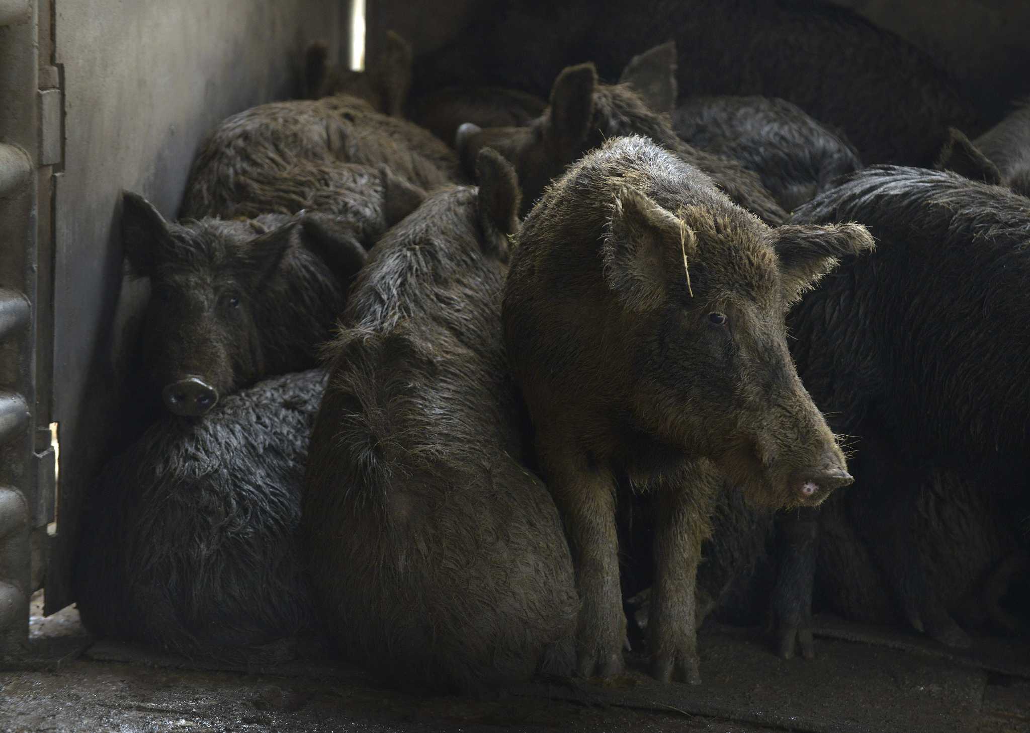 Rat poison use at center of feral hog battle