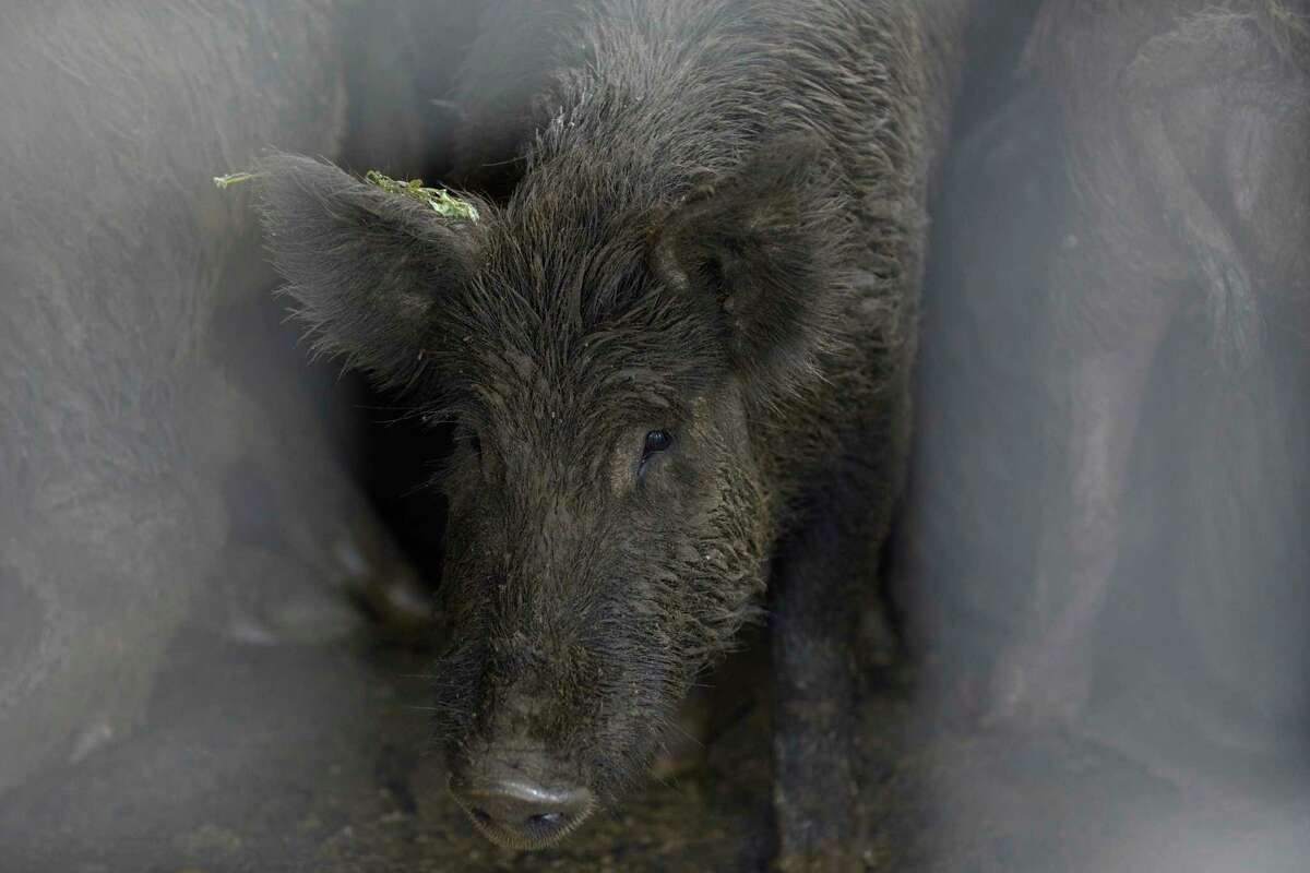 Rat poison use at center of feral hog battle