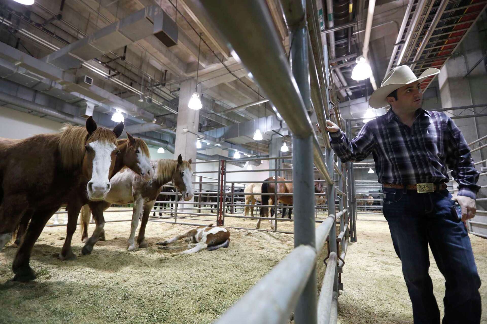 Gray matters: RodeoHouston honors legendary bucking horse