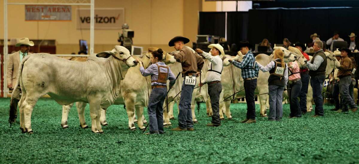 Experience the Houston Livestock Show and Rodeo