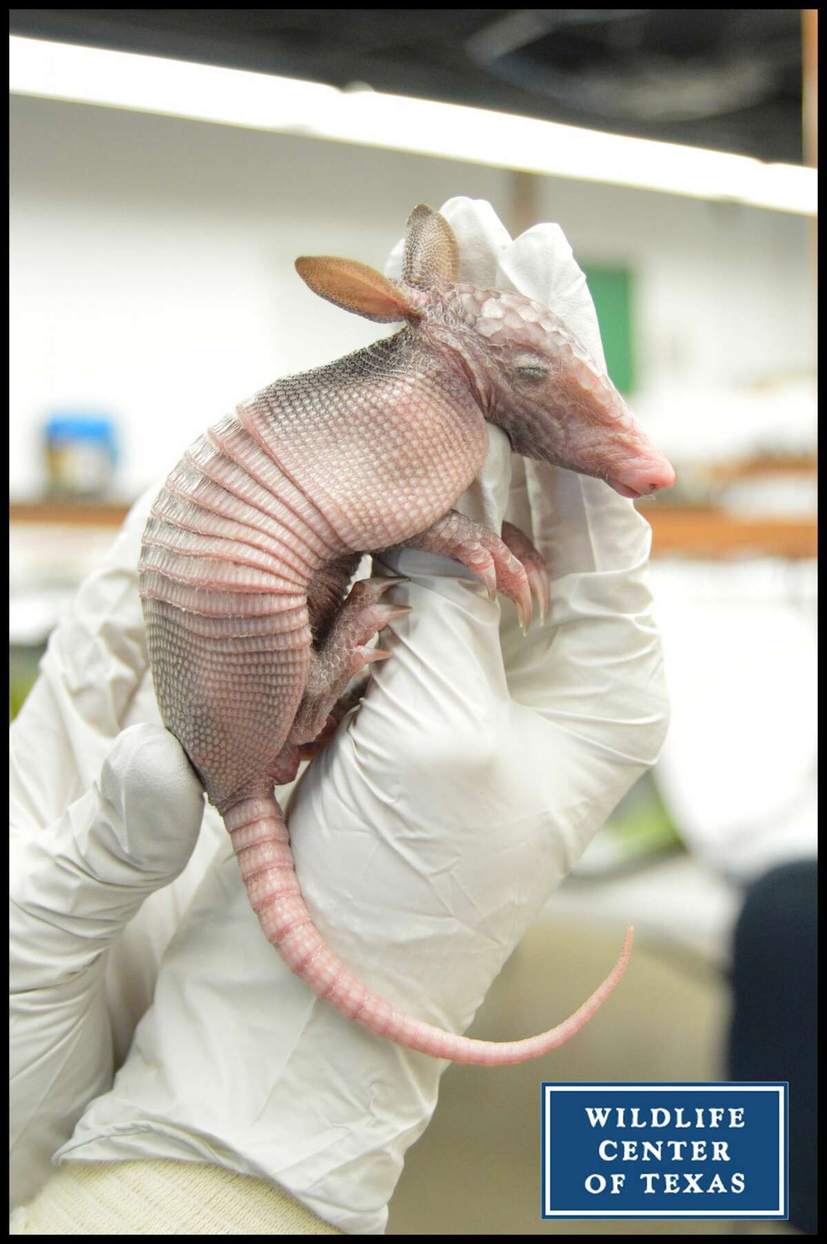 Orphaned baby armadillos saved after being 'washed up' in Texas