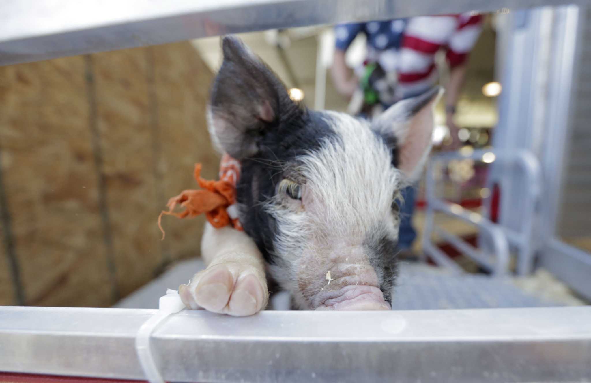 Uber will deliver piglets to your office