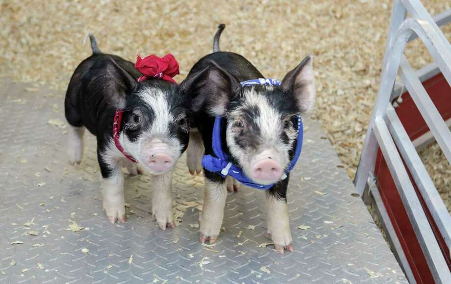 Experience the Houston Livestock Show and Rodeo - Chron