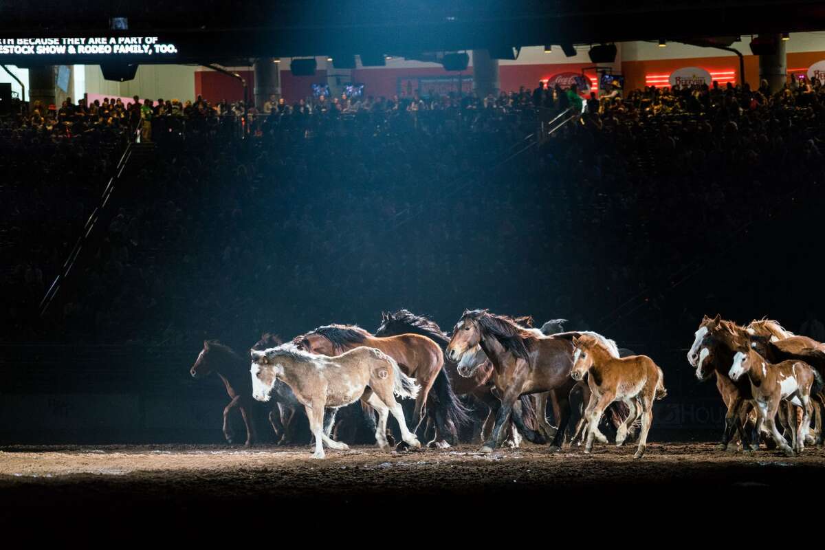 Steer bring in big bucks at Rodeo auction