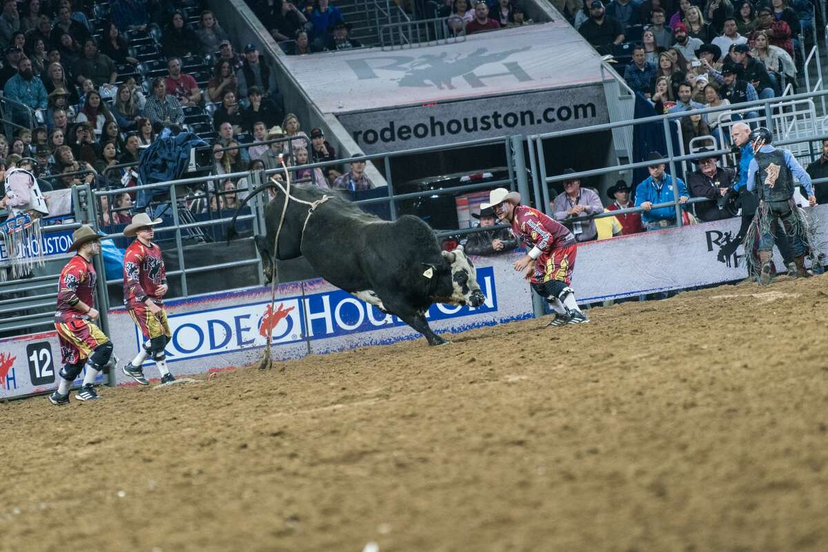 Steer bring in big bucks at Rodeo auction