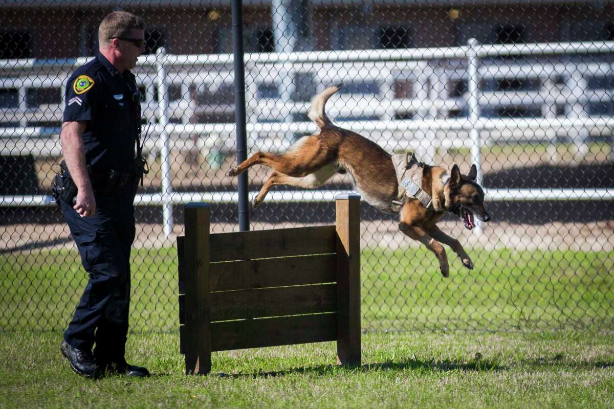 K9 police celebrate Bring Your Dog to Work Day today ... and every day