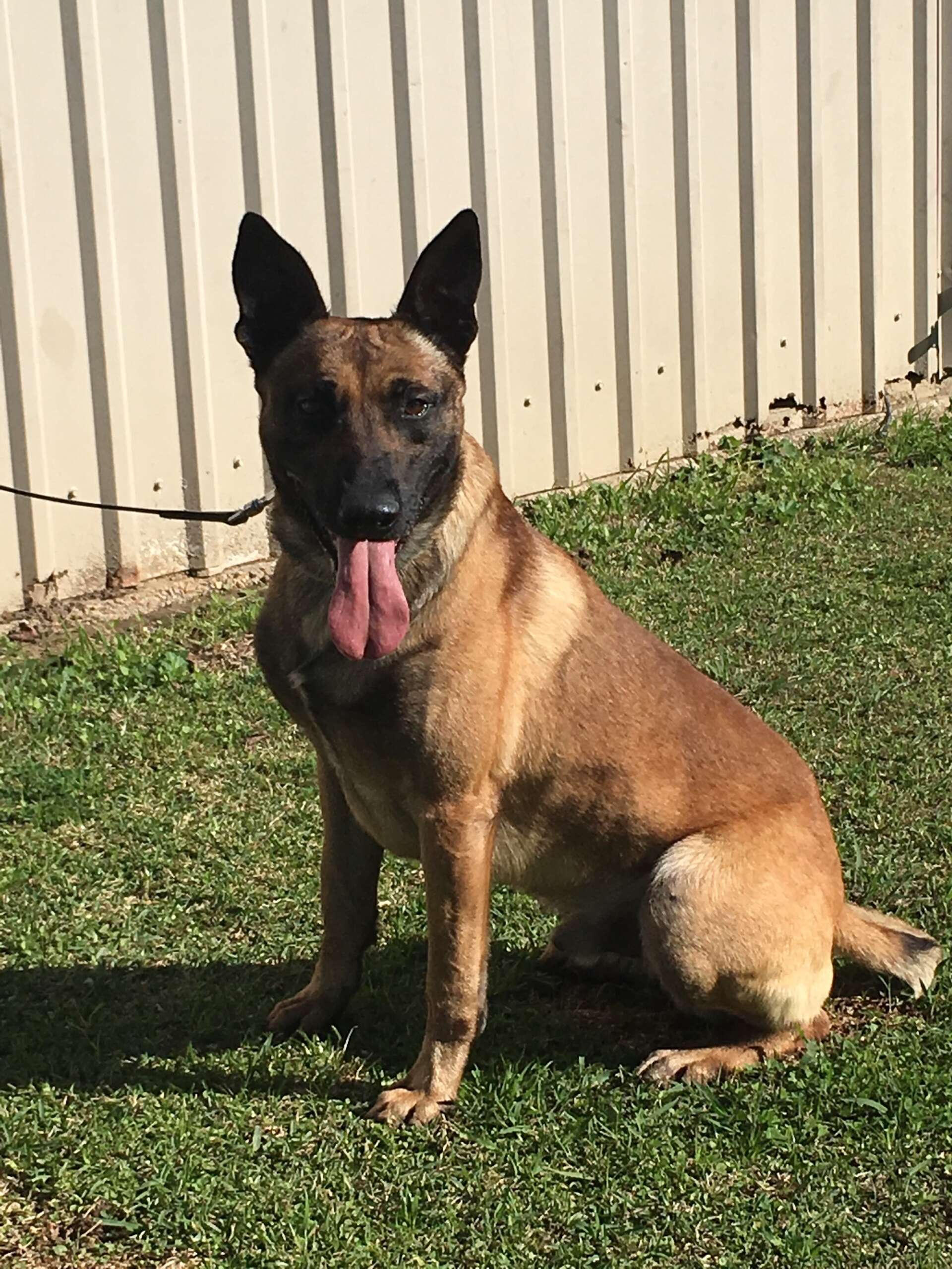 Police Dogs Attacking