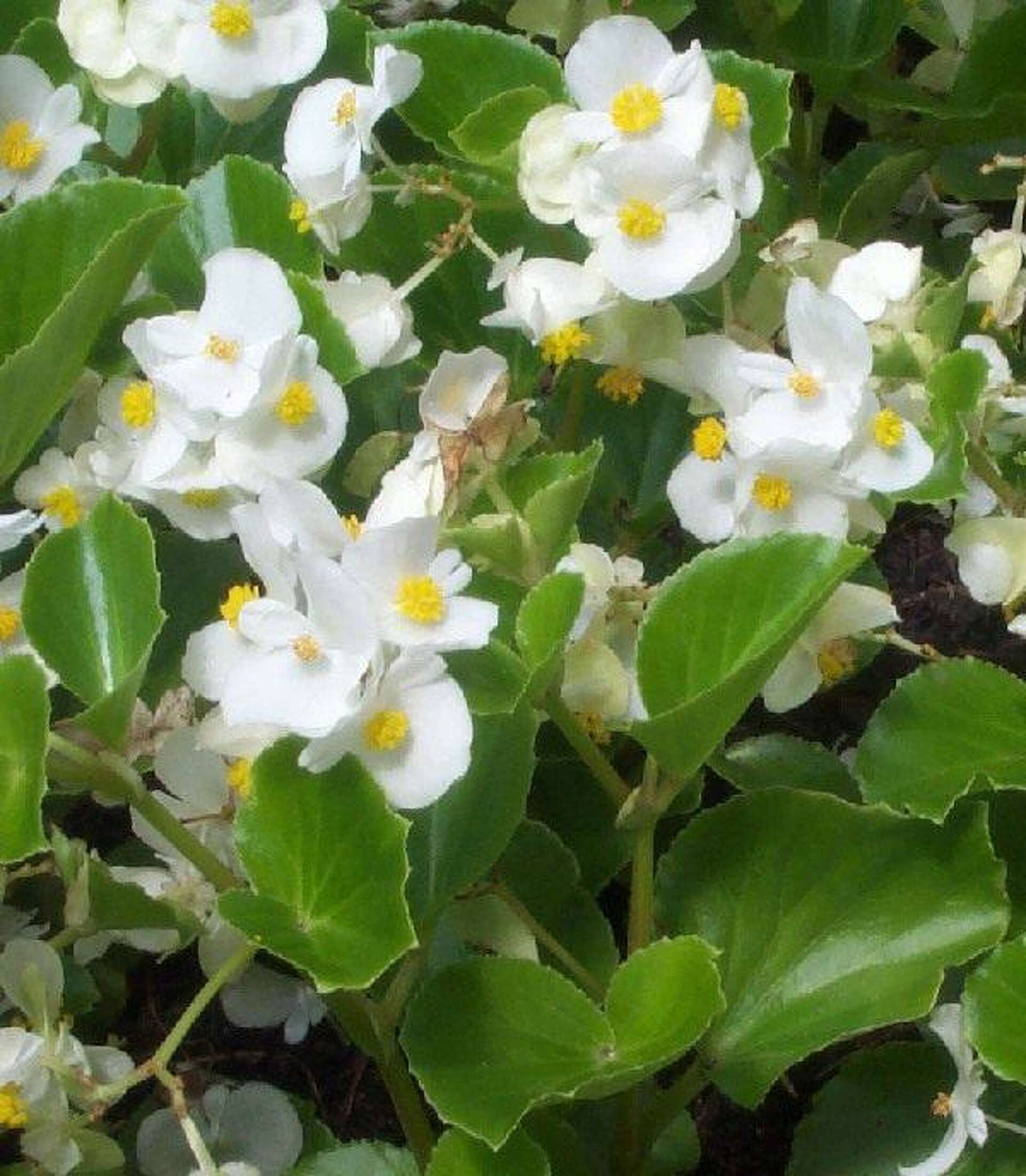Hard winter too tough on wax begonias