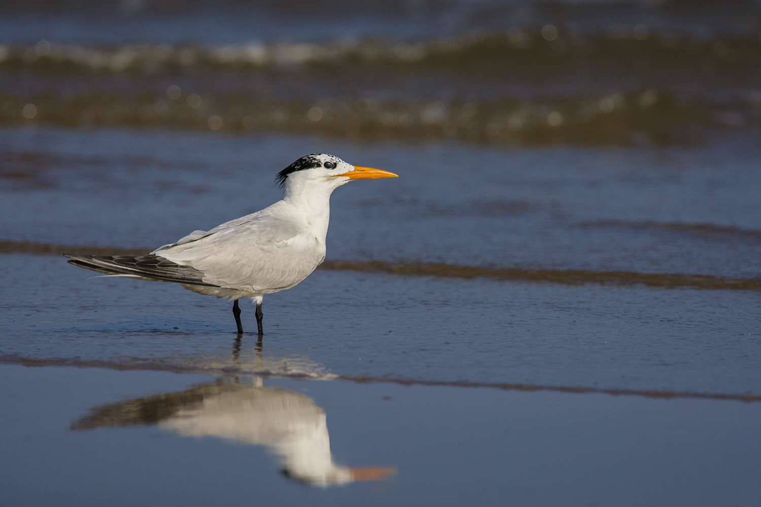 Distinctive markings help in tern identification process