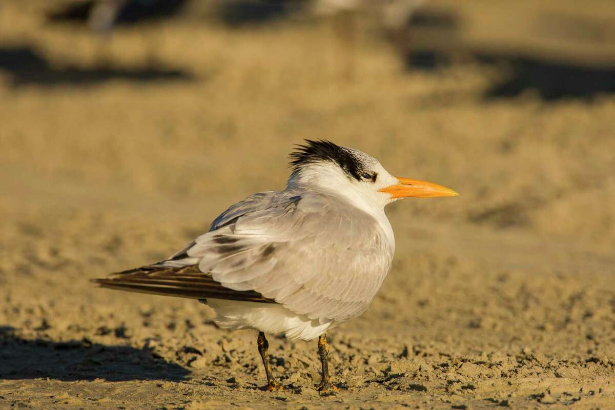 Distinctive markings help in tern identification process