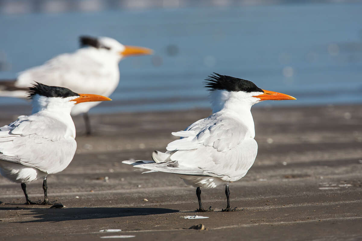 Distinctive markings help in tern identification process