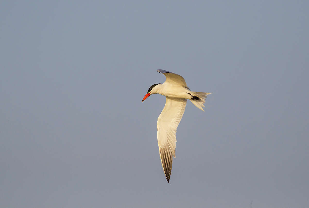 Distinctive markings help in tern identification process