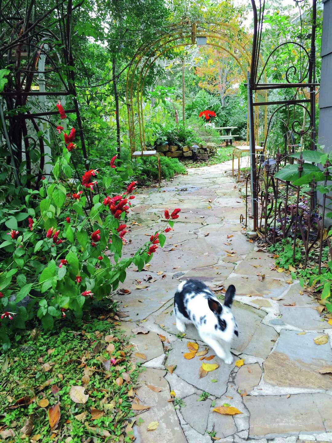 Selia Qynn's backyard landscaping projects are labors of love