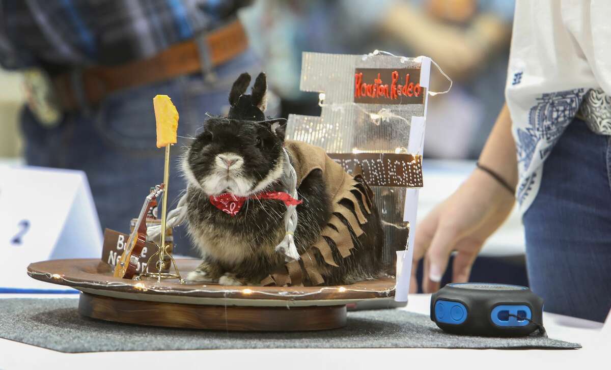 Rabbits got decked out and dressed up for RodeoHouston