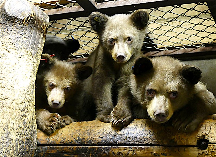 Care facilities await orphaned wildlife