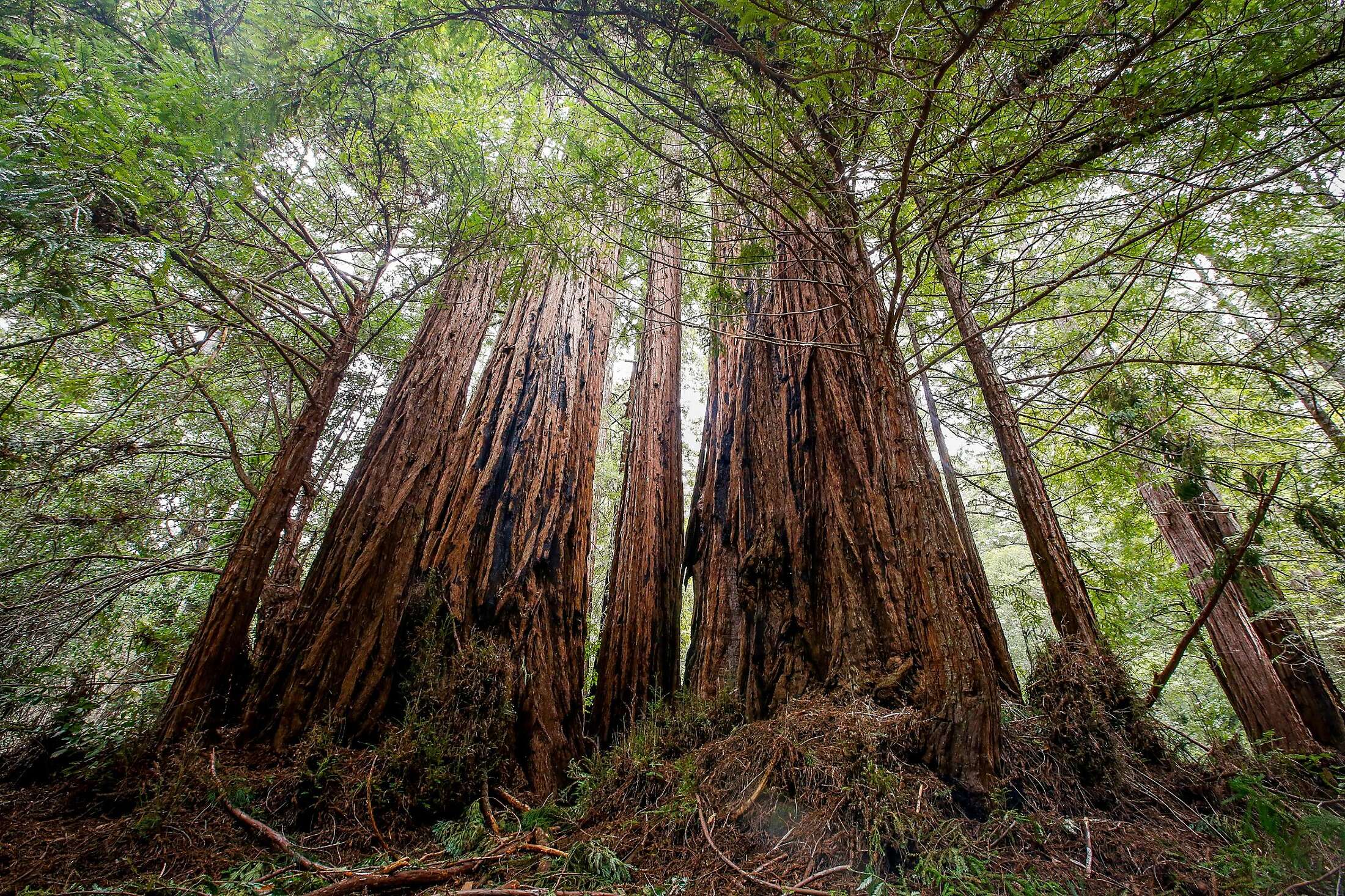 8 places to see redwoods near San Francisco that aren't Muir Woods