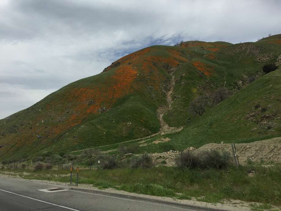 The Grapevine Is Bursting With California Poppies In A Rare Bloom SFGate the-grapevine-is-bursting-with-california-poppies-in-a-rare-bloom-sfgate