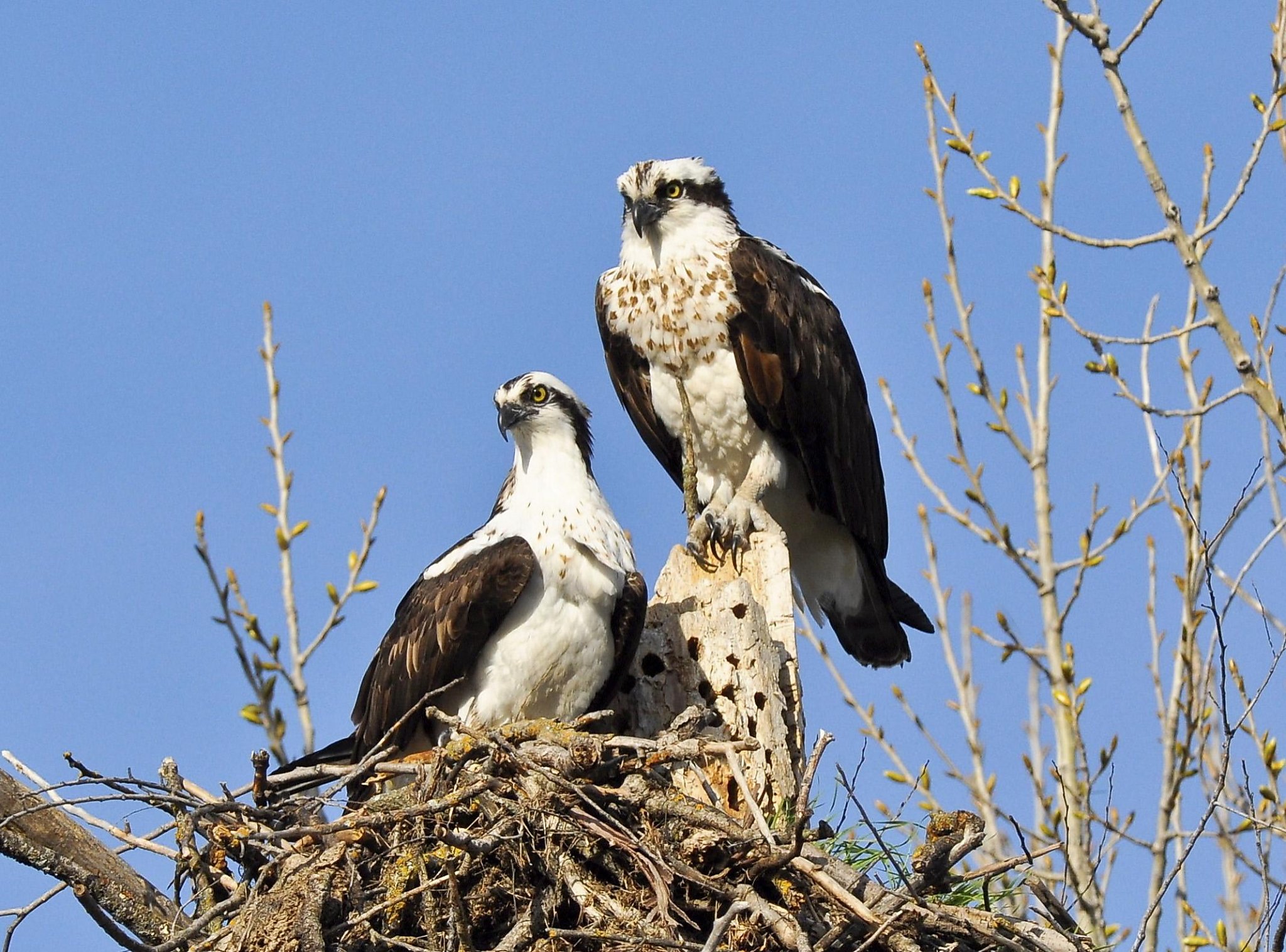 Where to flock for Lake County’s feathered fauna