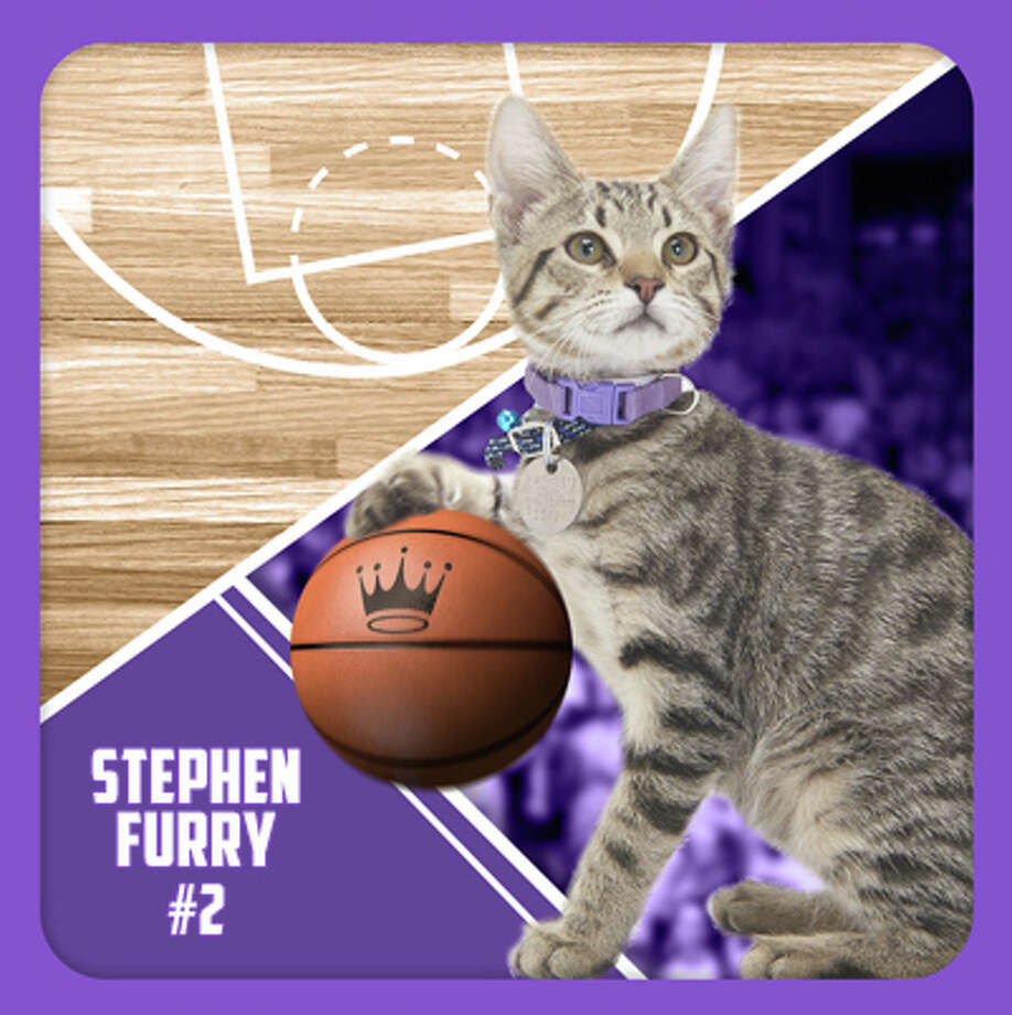 'Meow Madness' kitten basketball tournament to feature Stephen Furry ...