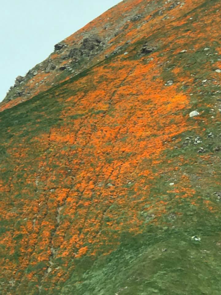 The Grapevine is bursting with California poppies in a rare bloom