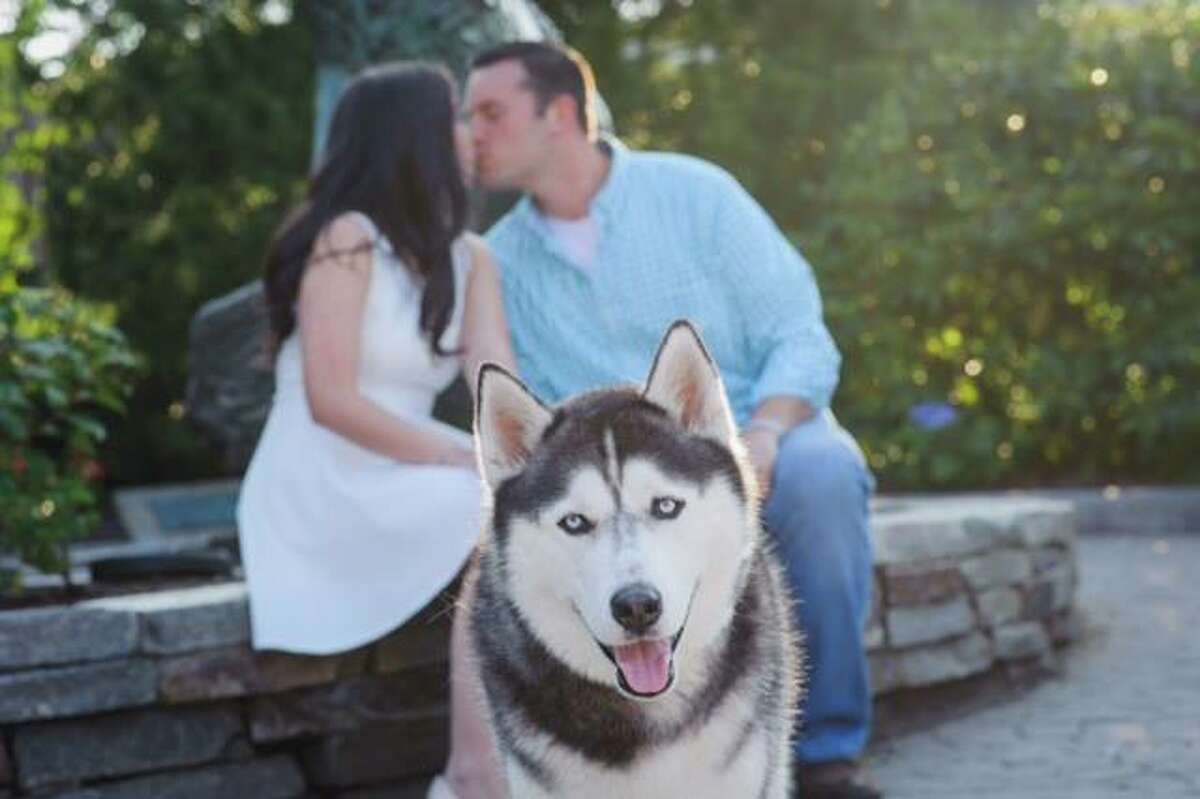 Meet UConn's top dog, Jonathan the Husky