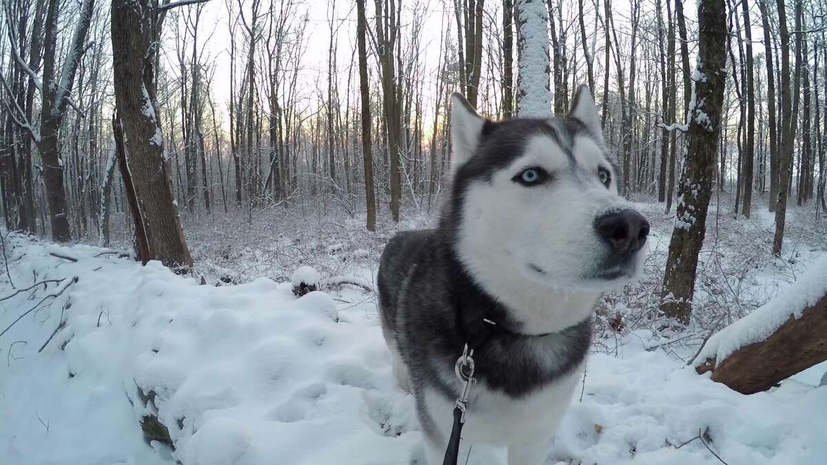 Meet UConn's top dog, Jonathan the Husky