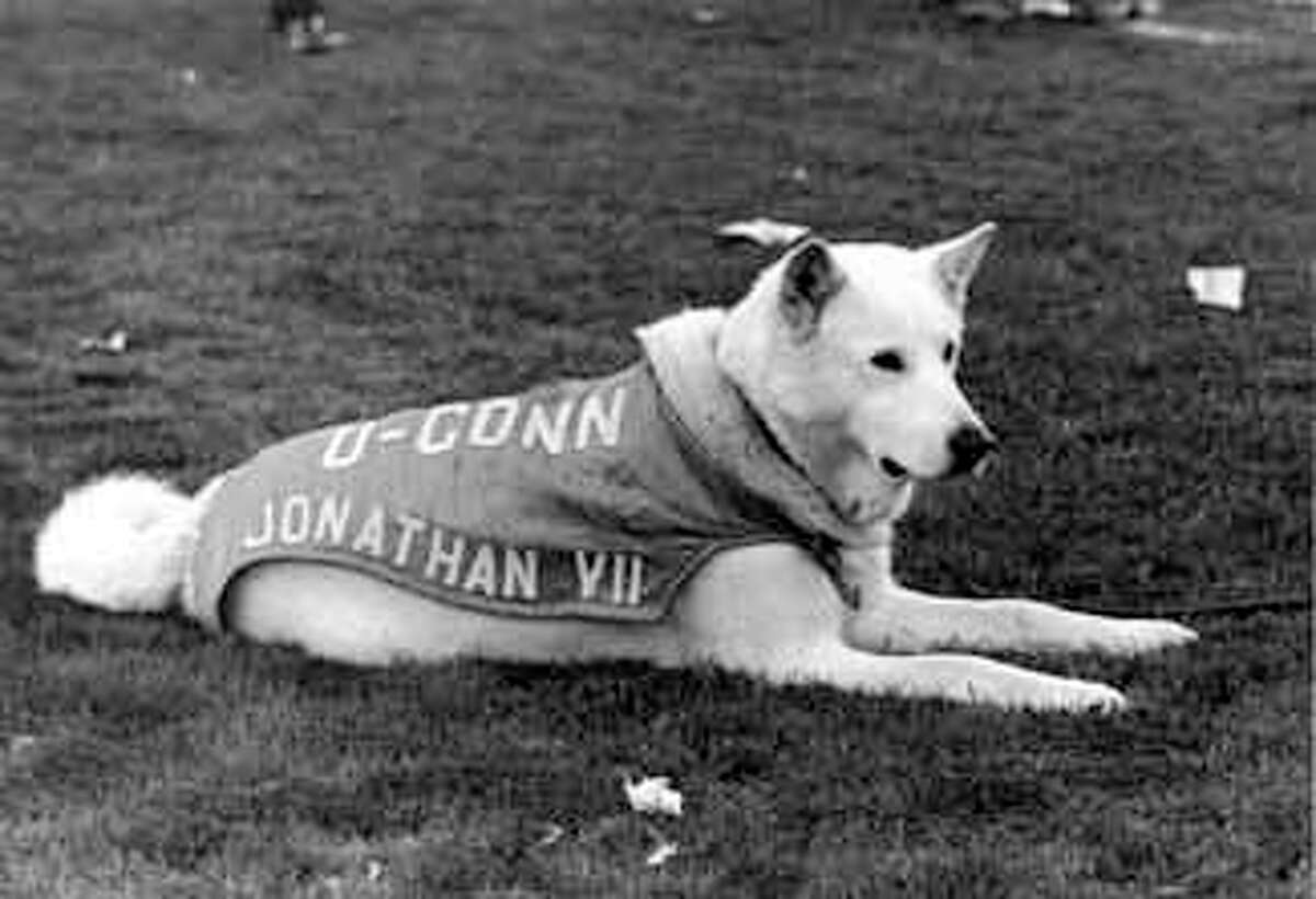 Meet UConn's top dog, Jonathan the Husky