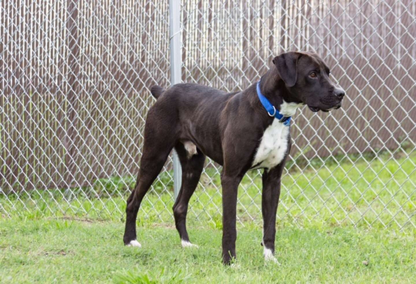 Round Top farmhouse transformed into designer's dream