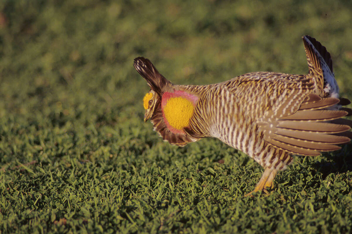 Catch prairie chicken mating dance at Booming-N-Blooming Festival ...