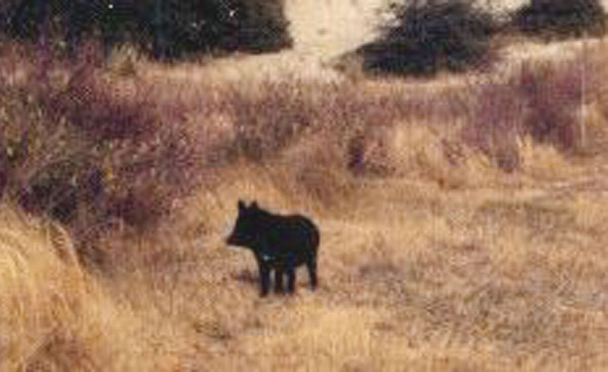 The ins and outs of feral hog hunting in Texas
