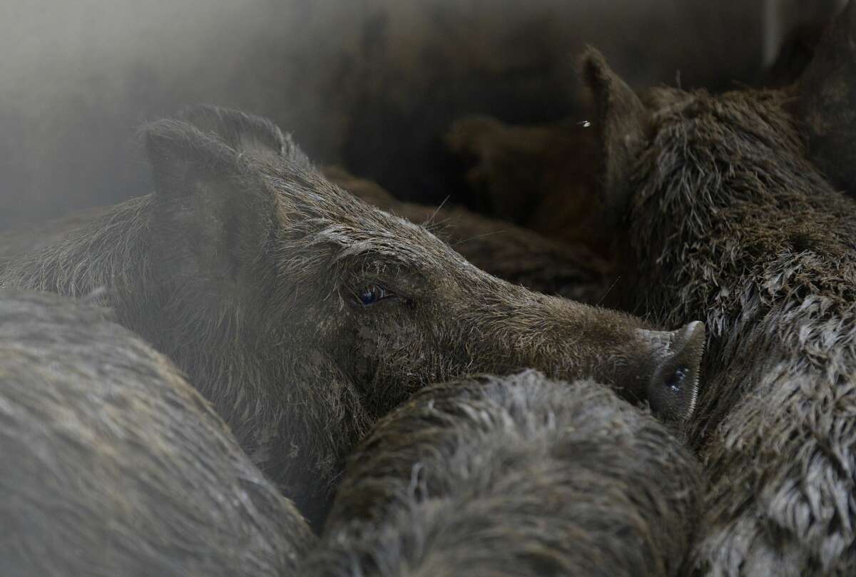 The ins and outs of feral hog hunting in Texas