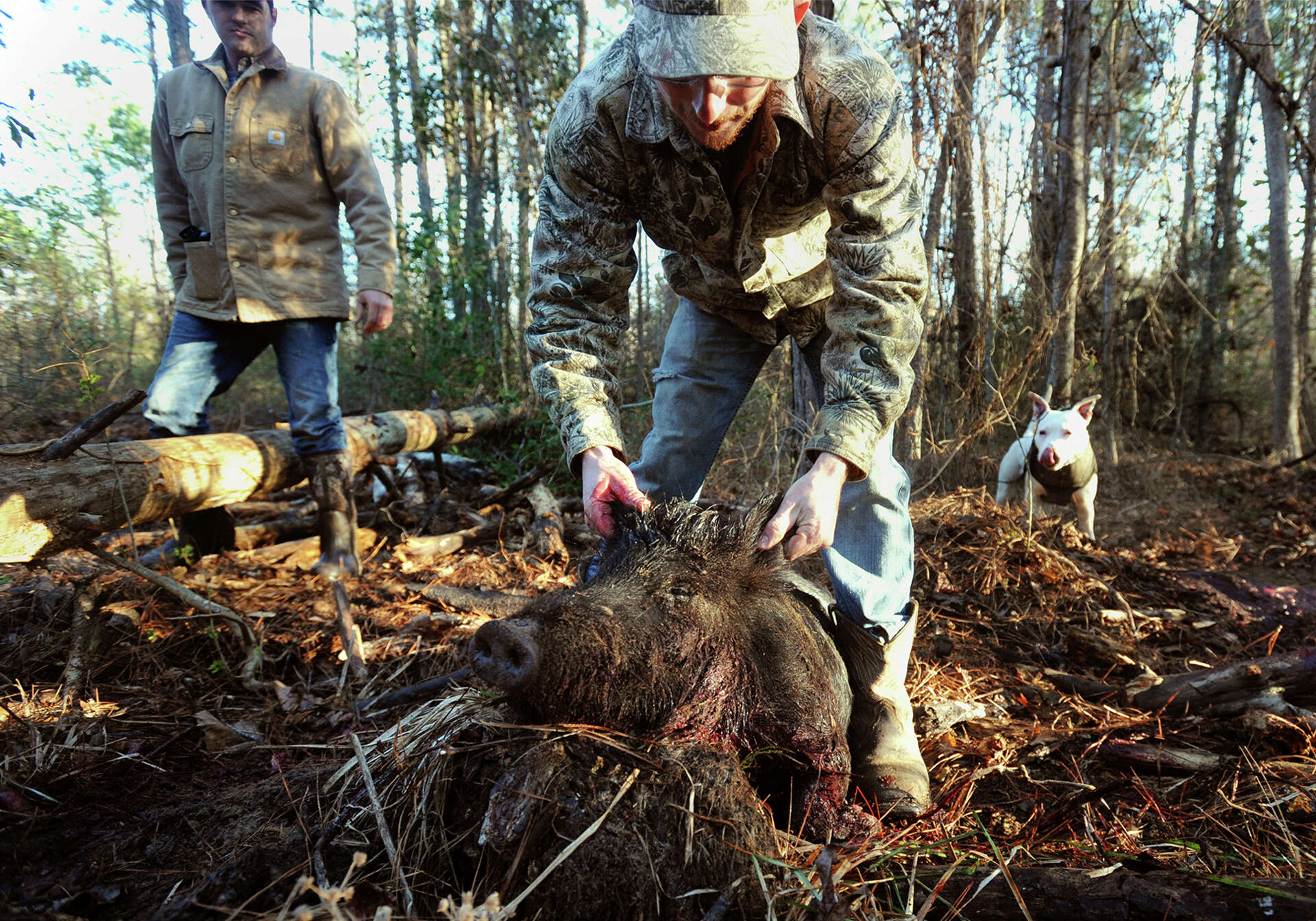 The ins and outs of feral hog hunting in Texas