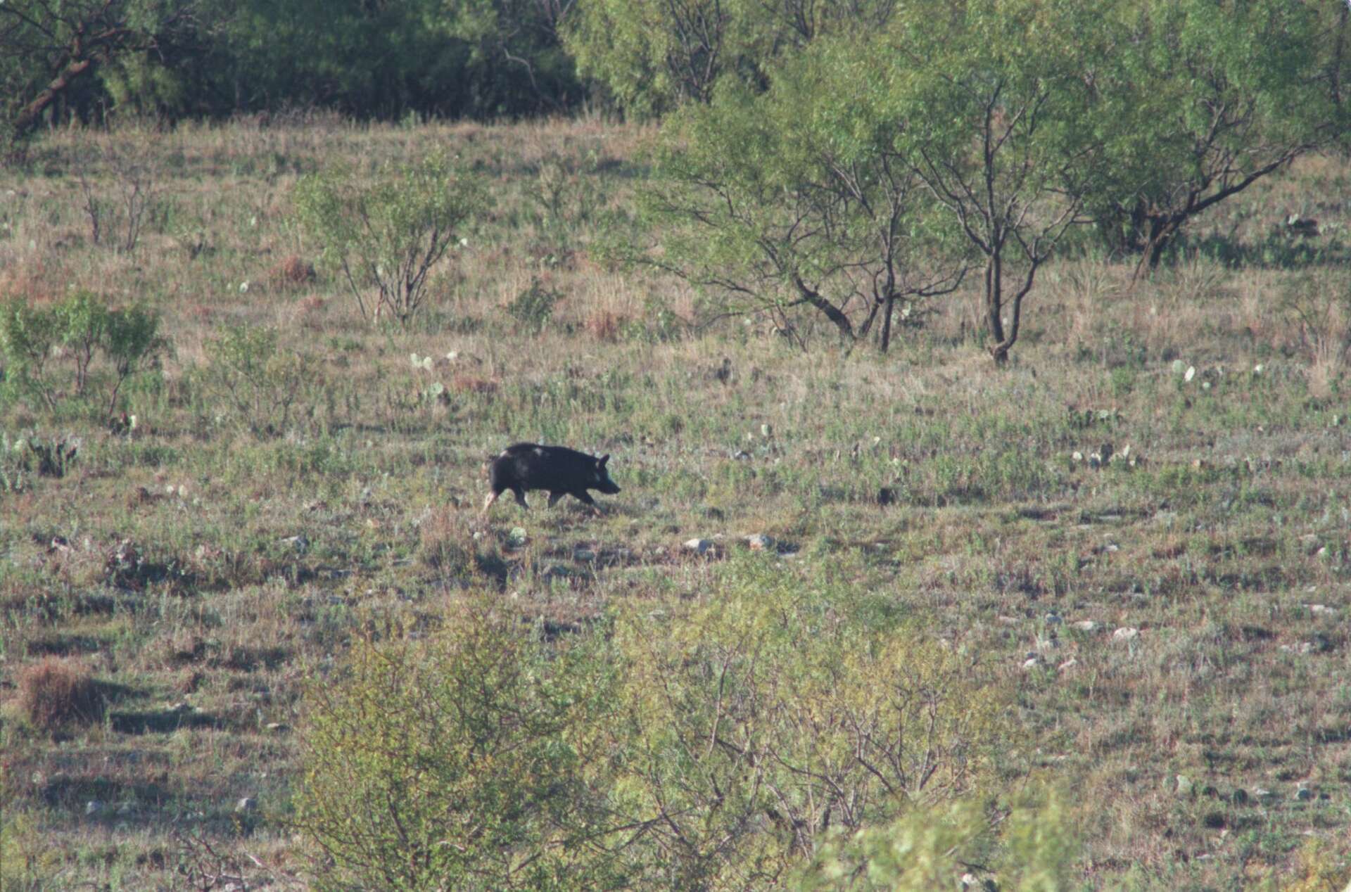 The ins and outs of feral hog hunting in Texas