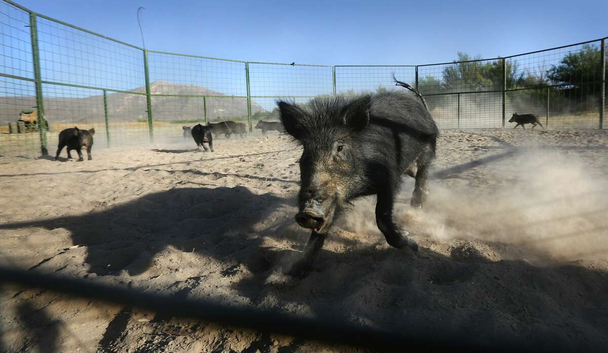 Pasadena on mission to remove feral hogs