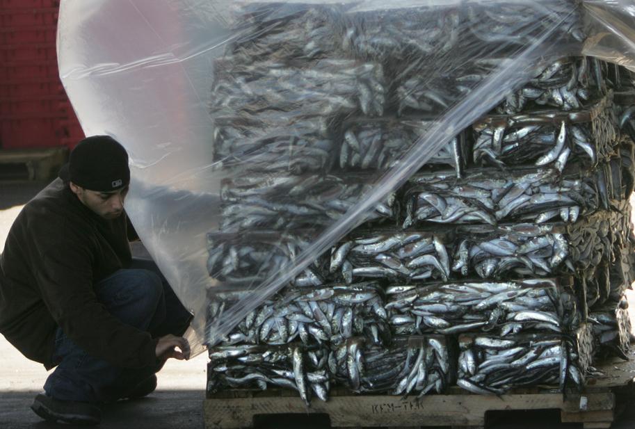 Sardine fishing could be banned for 3rd year in a row