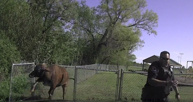 A cow had a beef with the police officer who chased him