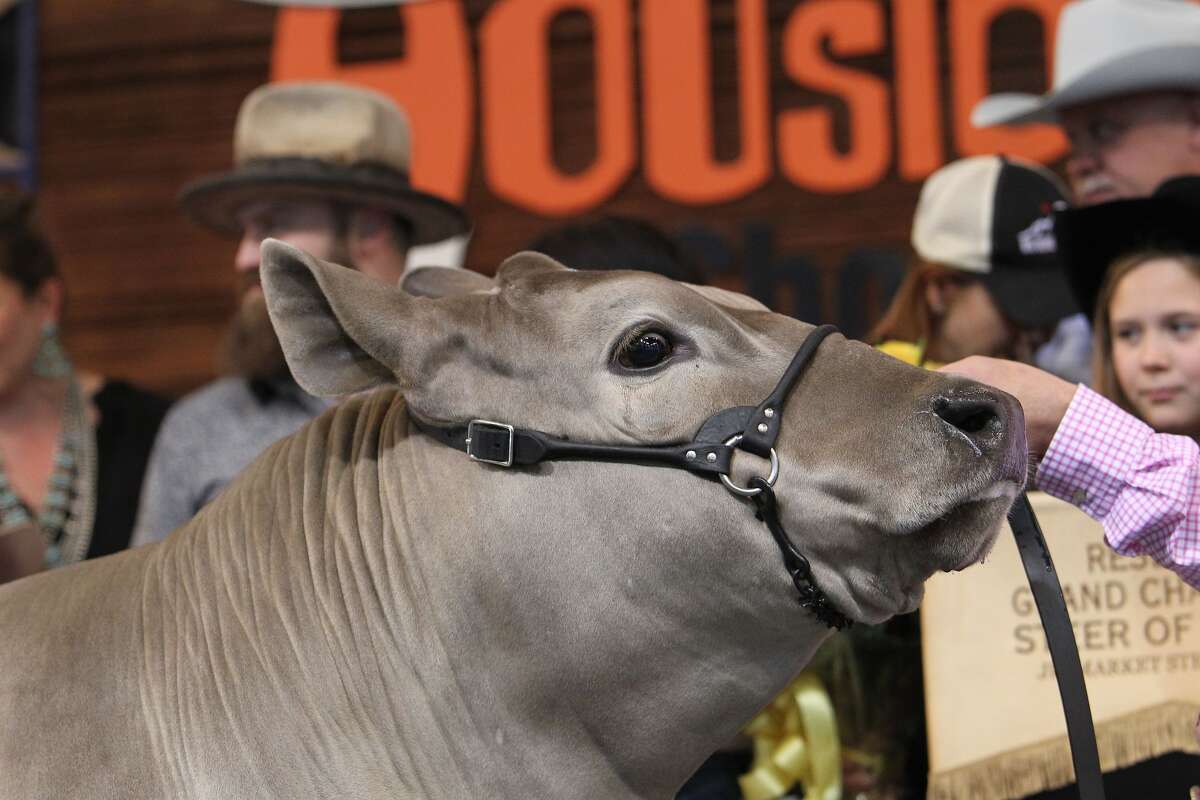 Steer bring in big bucks at Rodeo auction